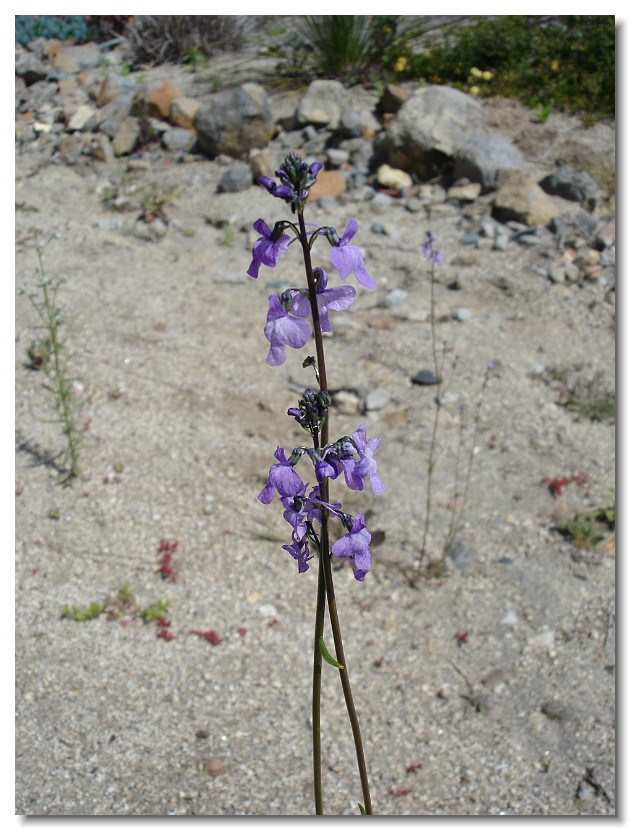 Fallbrook Native Plants